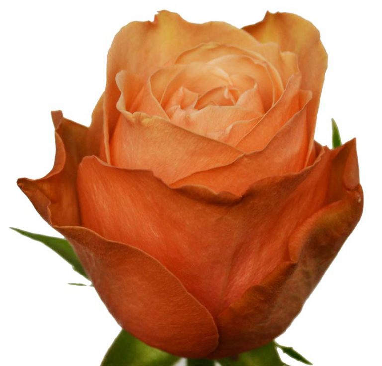 Kahala – Nevado Roses