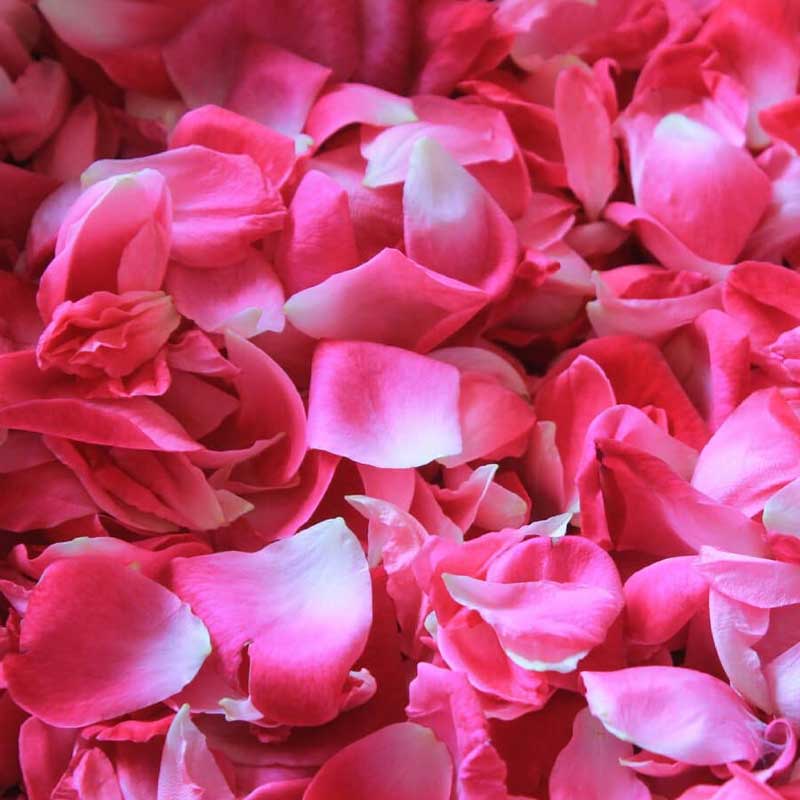 Nevado Roses