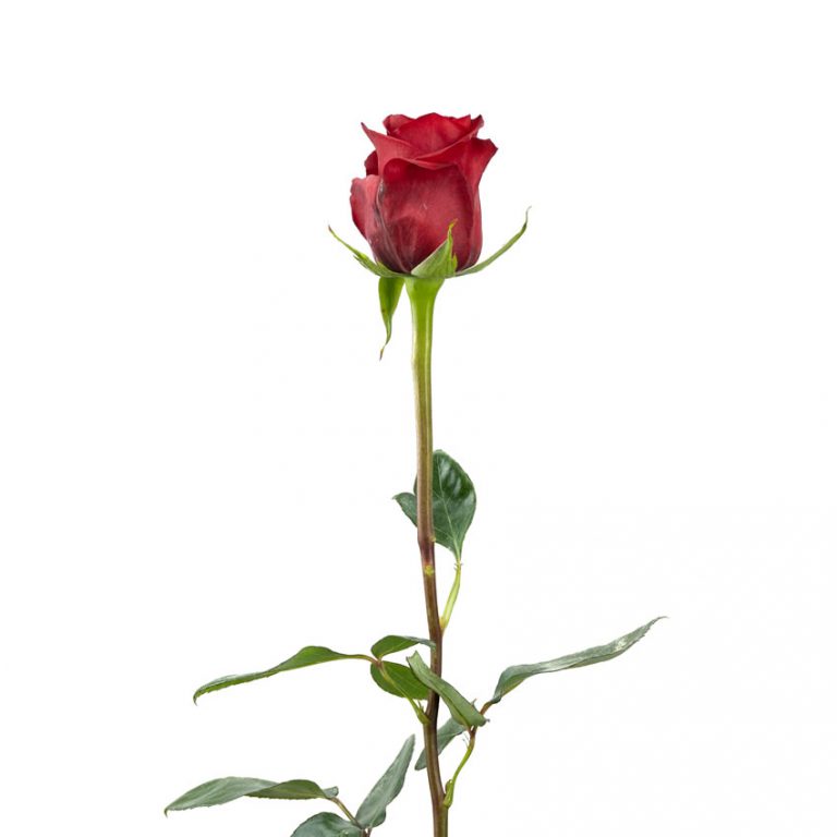 Check Mate – Nevado Roses