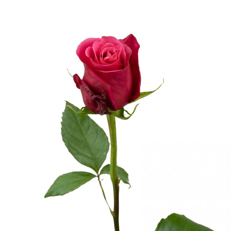 Cherry O – Nevado Roses