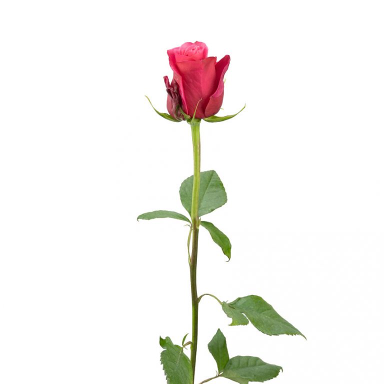 Cherry O – Nevado Roses