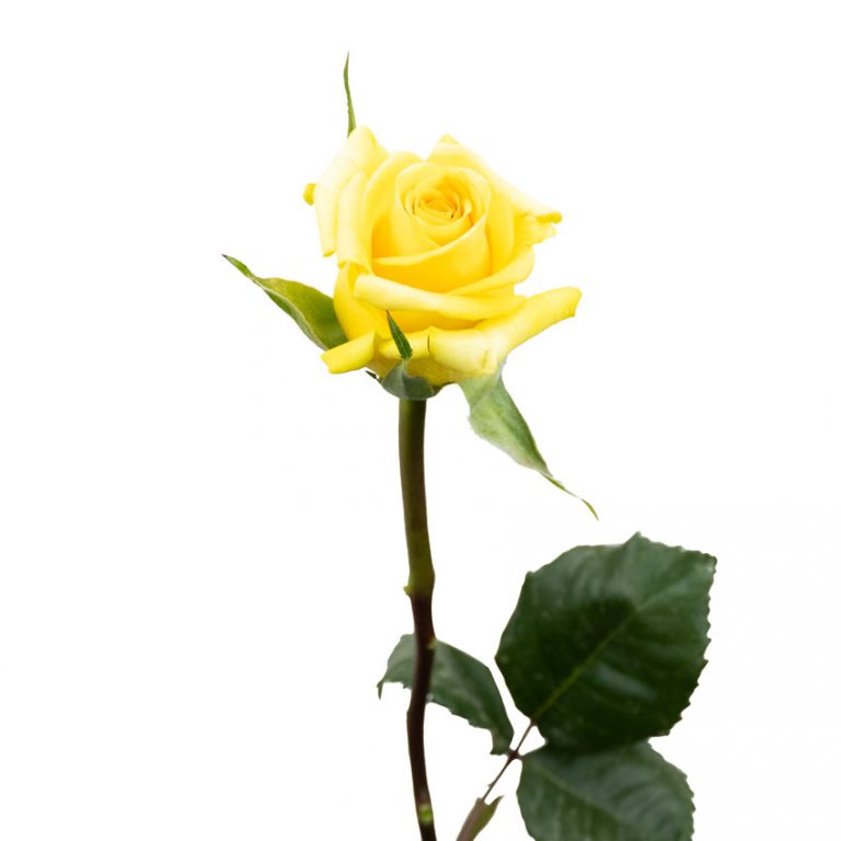 Gold Strike – Nevado Roses