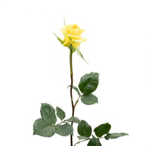 Gold Strike – Nevado Roses