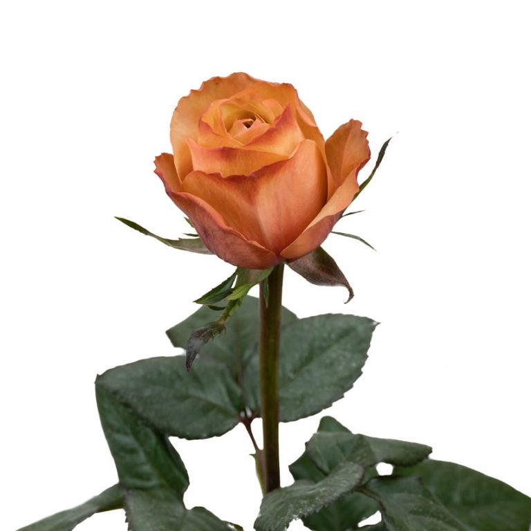 Kahala – Nevado Roses