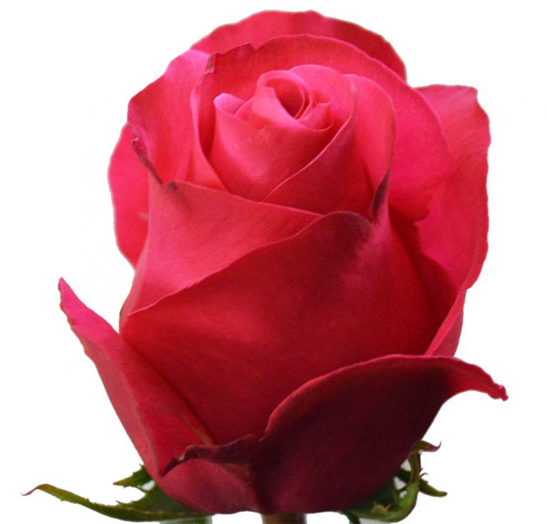 Cherry O – Nevado Roses