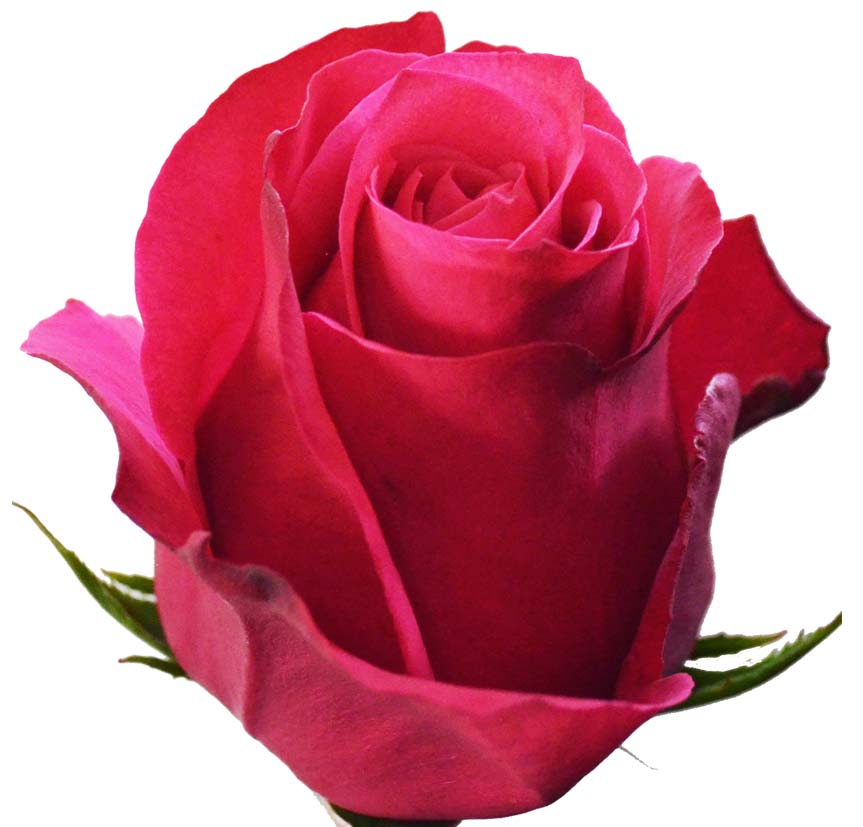 Cherry O - Nevado Roses