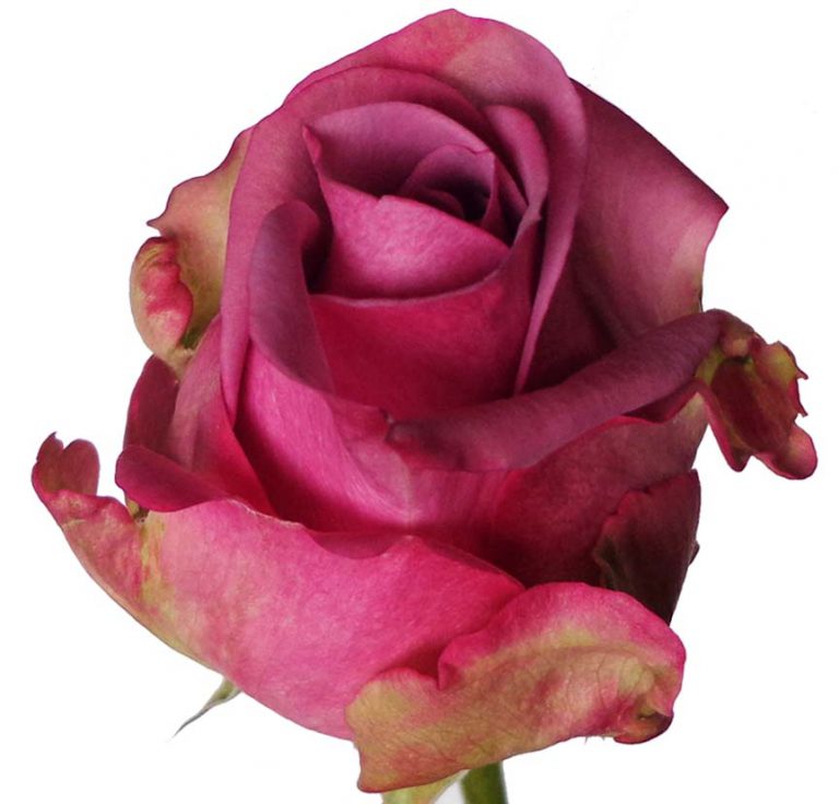 Cool Water – Nevado Roses