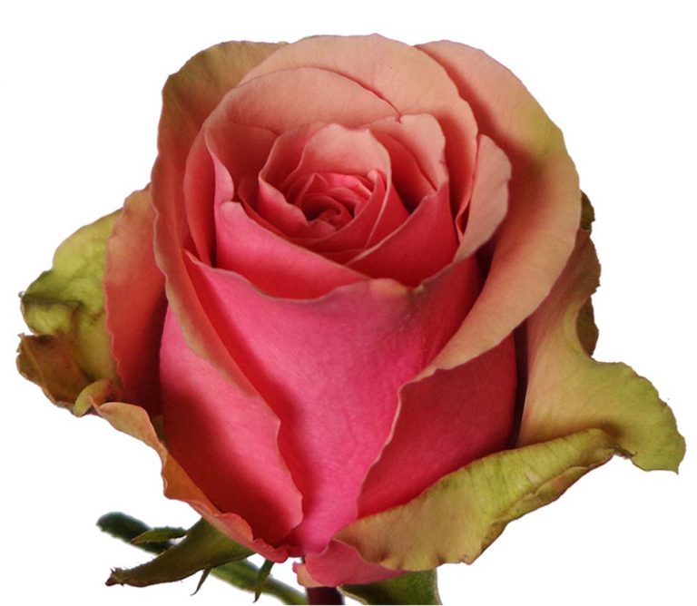 Geraldine – Nevado Roses