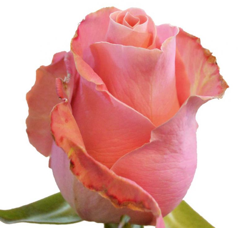 Hermosa – Nevado Roses