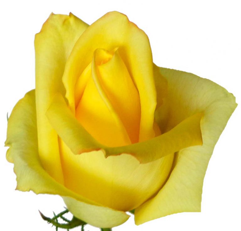 Mohana – Nevado Roses