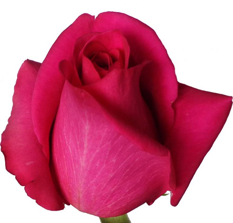 Pink Floyd – Nevado Roses