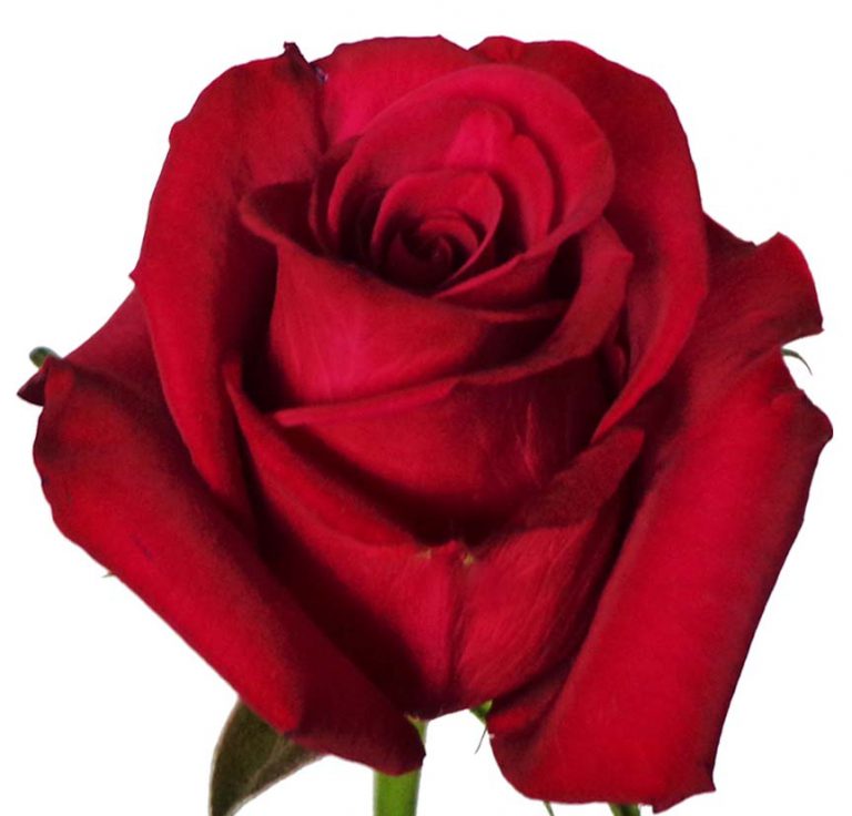 Roseberry – Nevado Roses