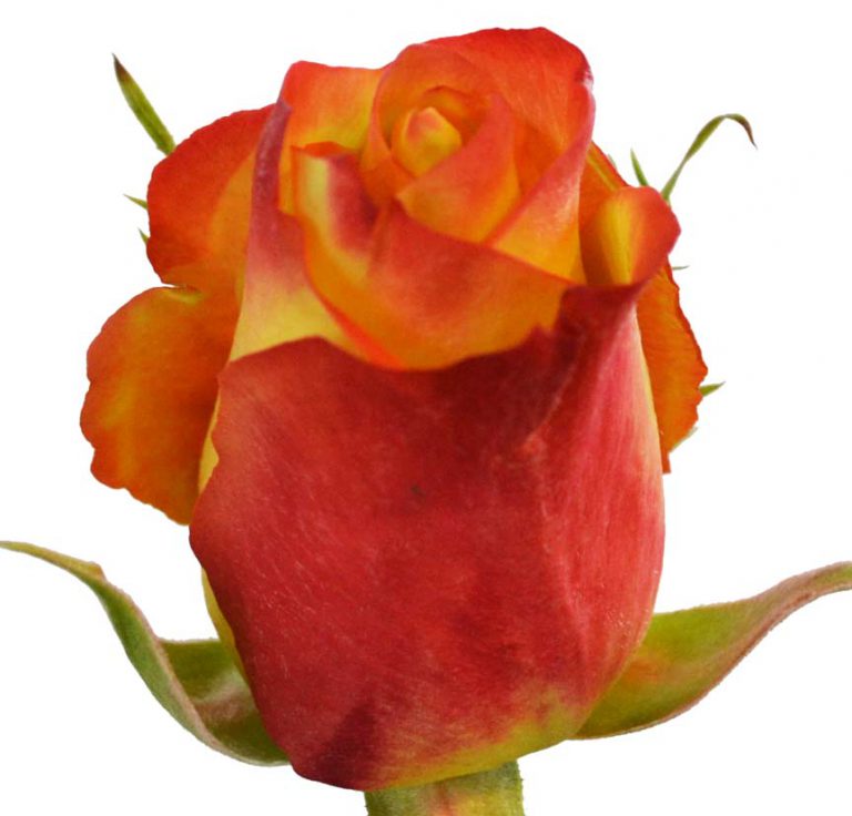 Tutti Frutti – Nevado Roses