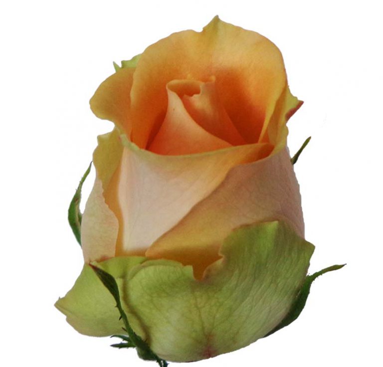 Versilia – Nevado Roses