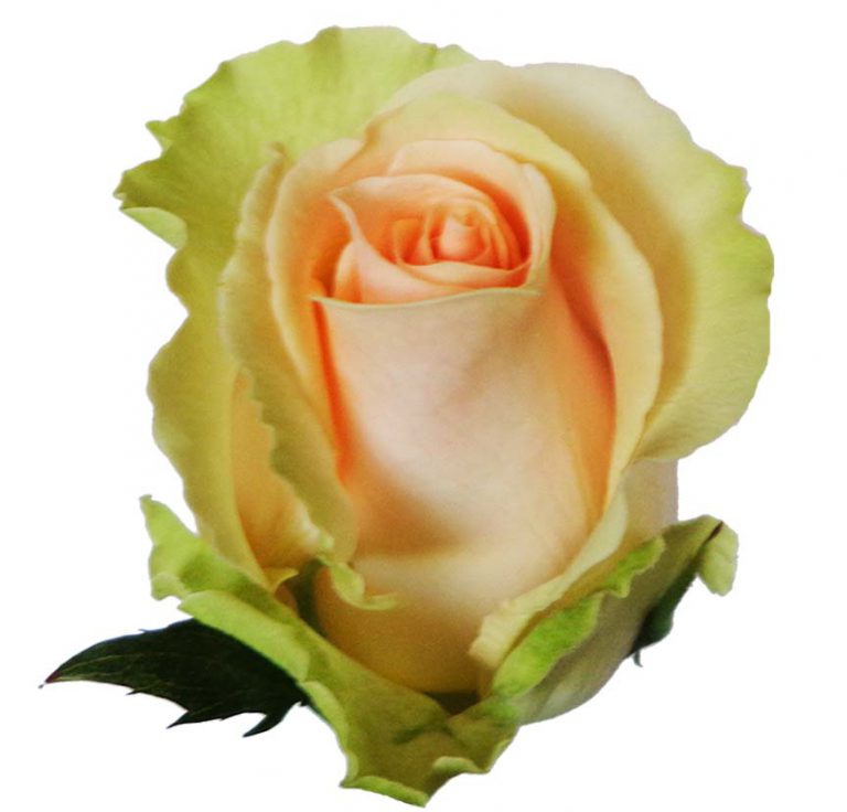 Versilia – Nevado Roses