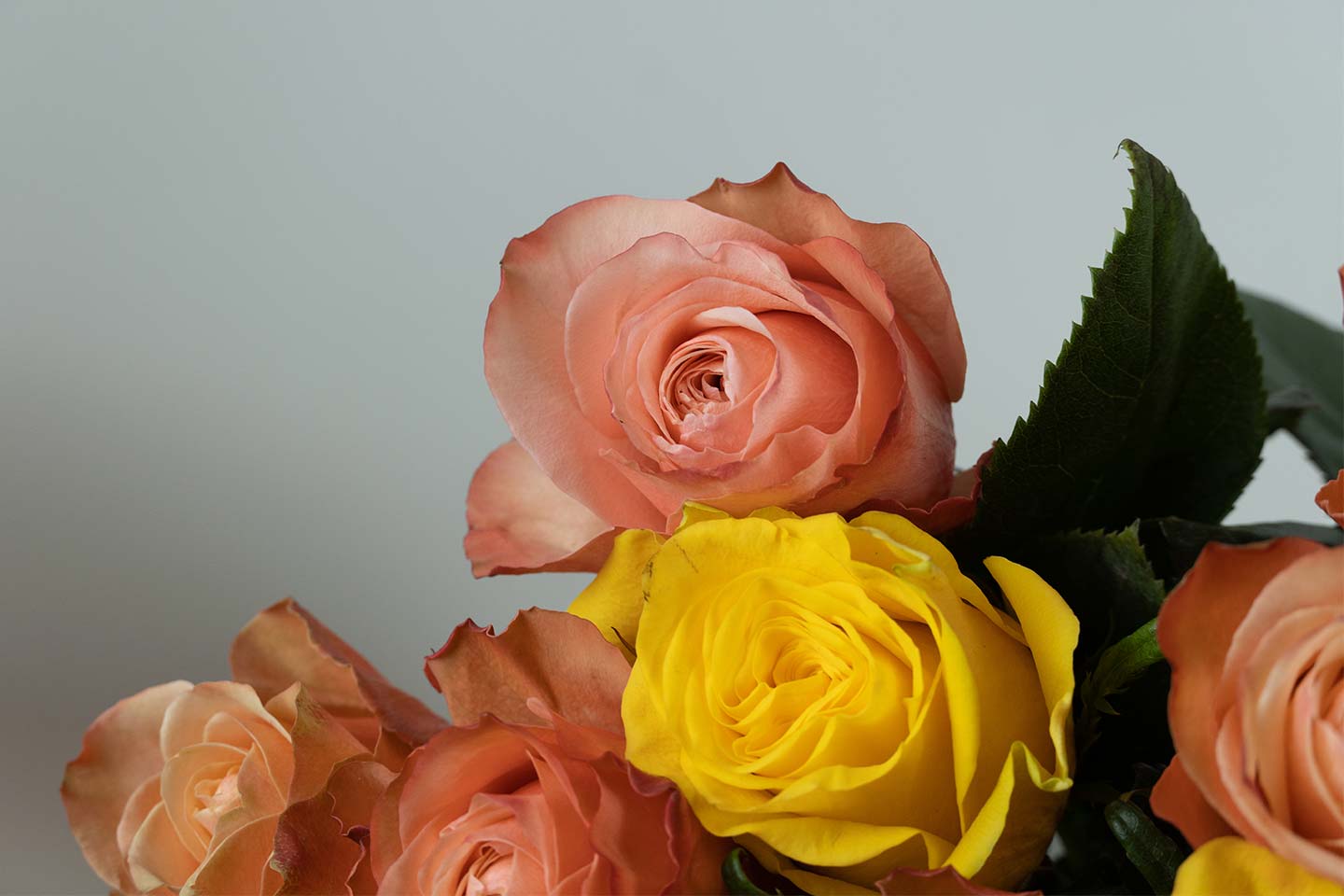 Premium – Nevado Roses