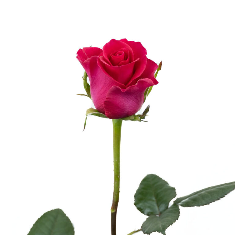 Gotcha – Nevado Roses