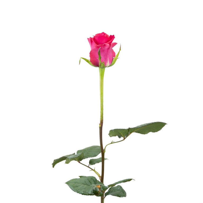 Gotcha – Nevado Roses