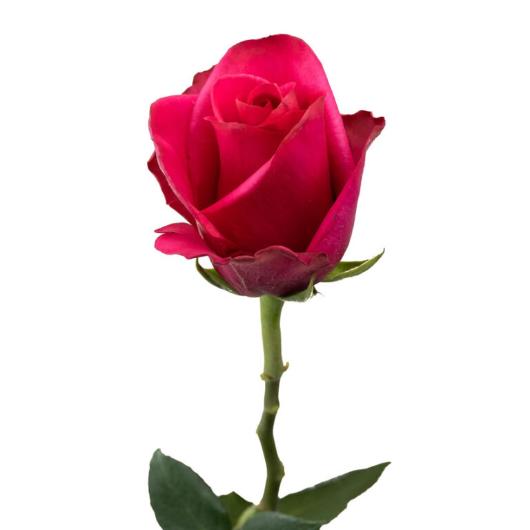 Hot explorer – Nevado Roses