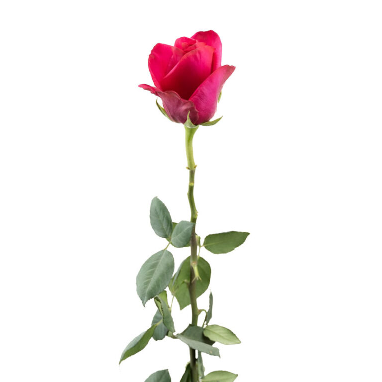 Hot explorer – Nevado Roses