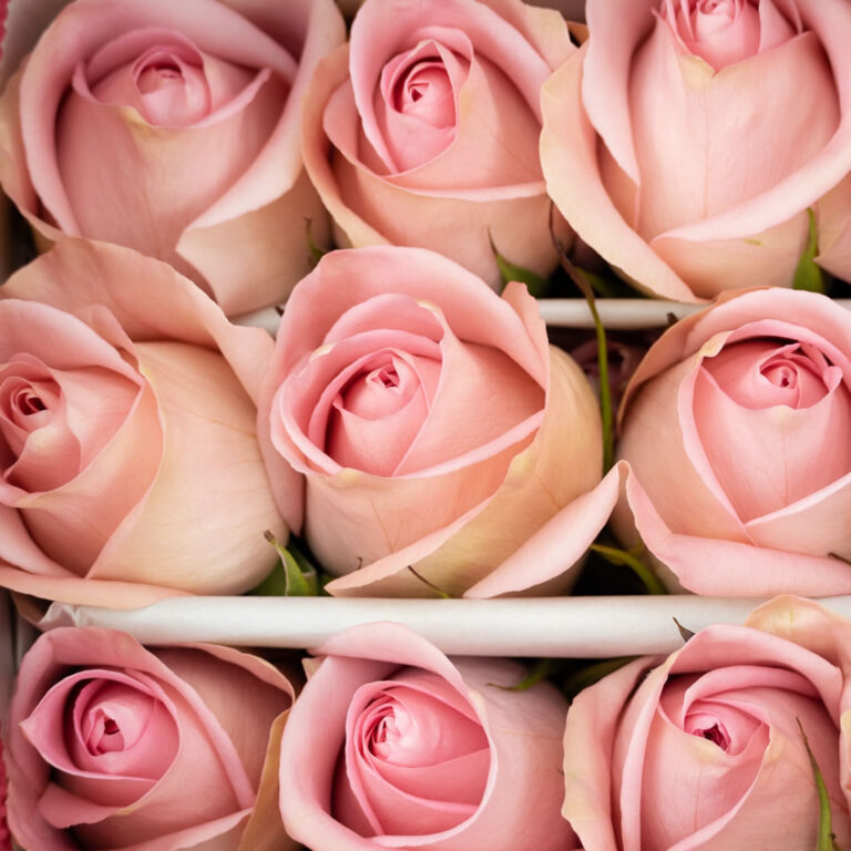 Luciano – Nevado Roses