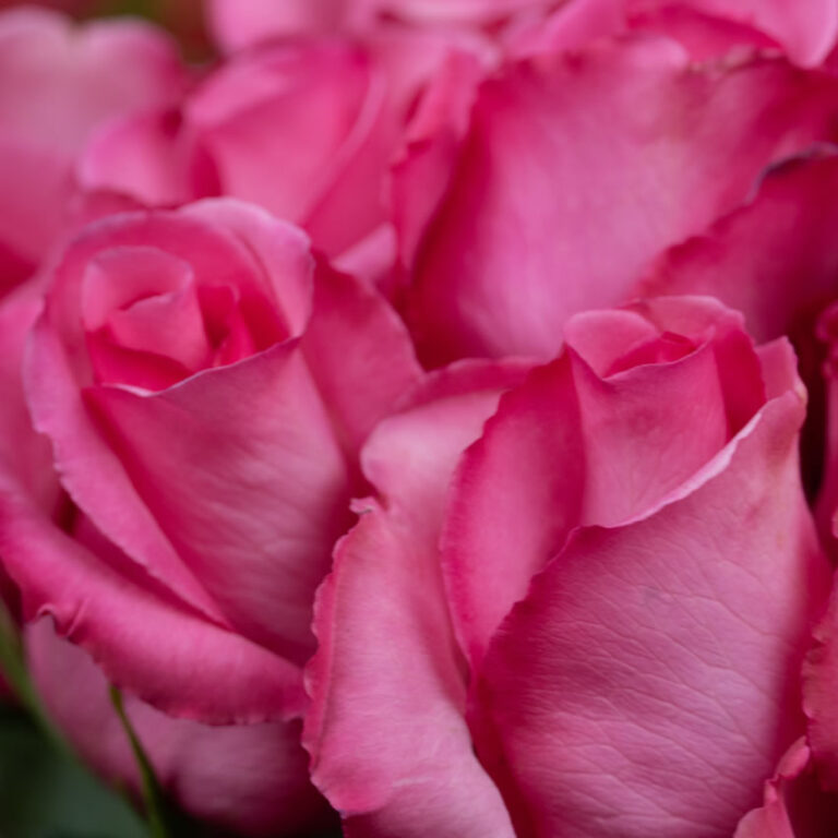 Bluez – Nevado Roses