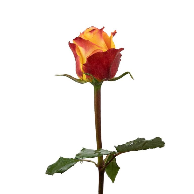 Silantoi – Nevado Roses