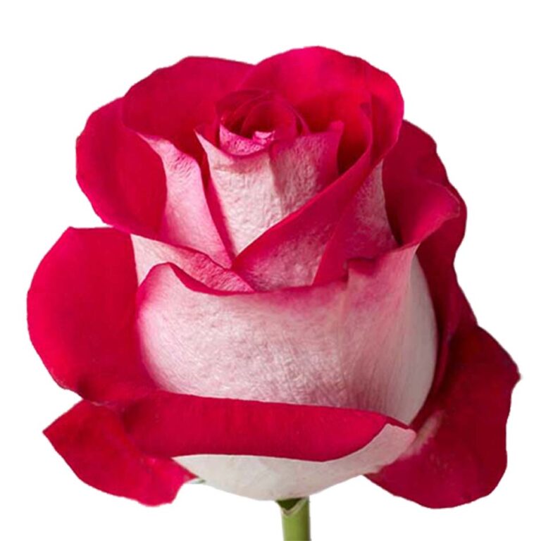 Bluez – Nevado Roses