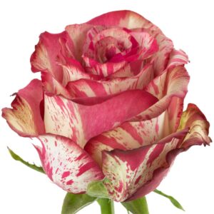 Magic times – Nevado Roses