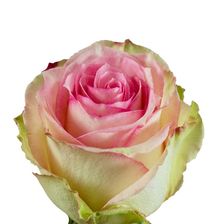 Esperance – Nevado Roses