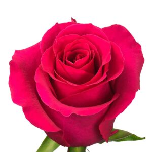 Gotcha – Nevado Roses