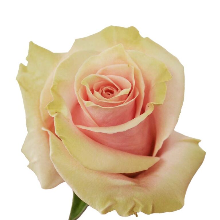 Pink mondial – Nevado Roses