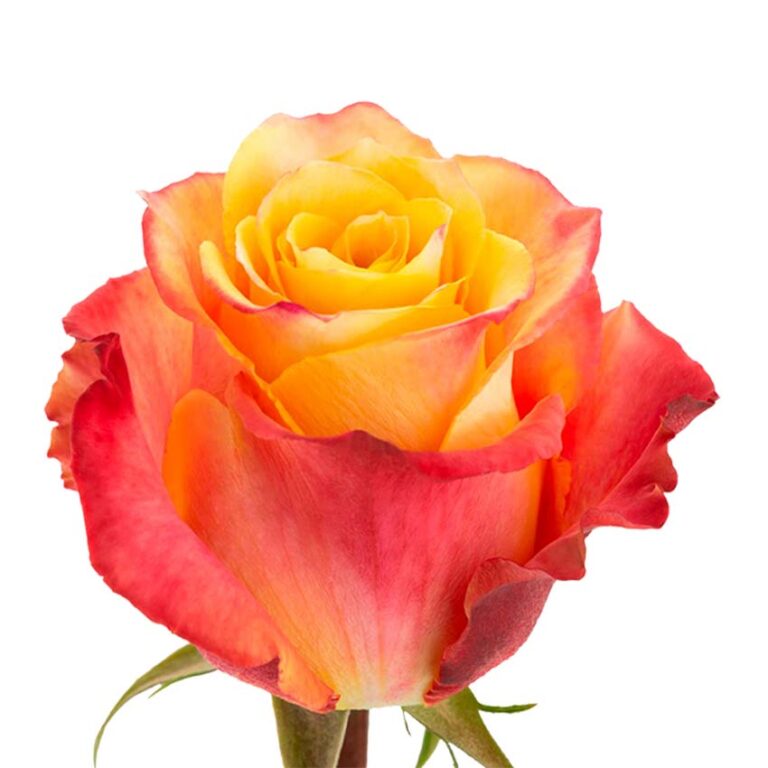 Silantoi – Nevado Roses