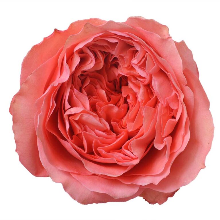 Candy X-pression – Nevado Roses