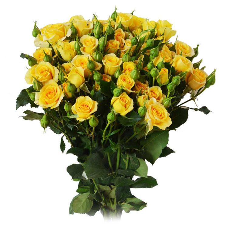 Sun City – Nevado Roses